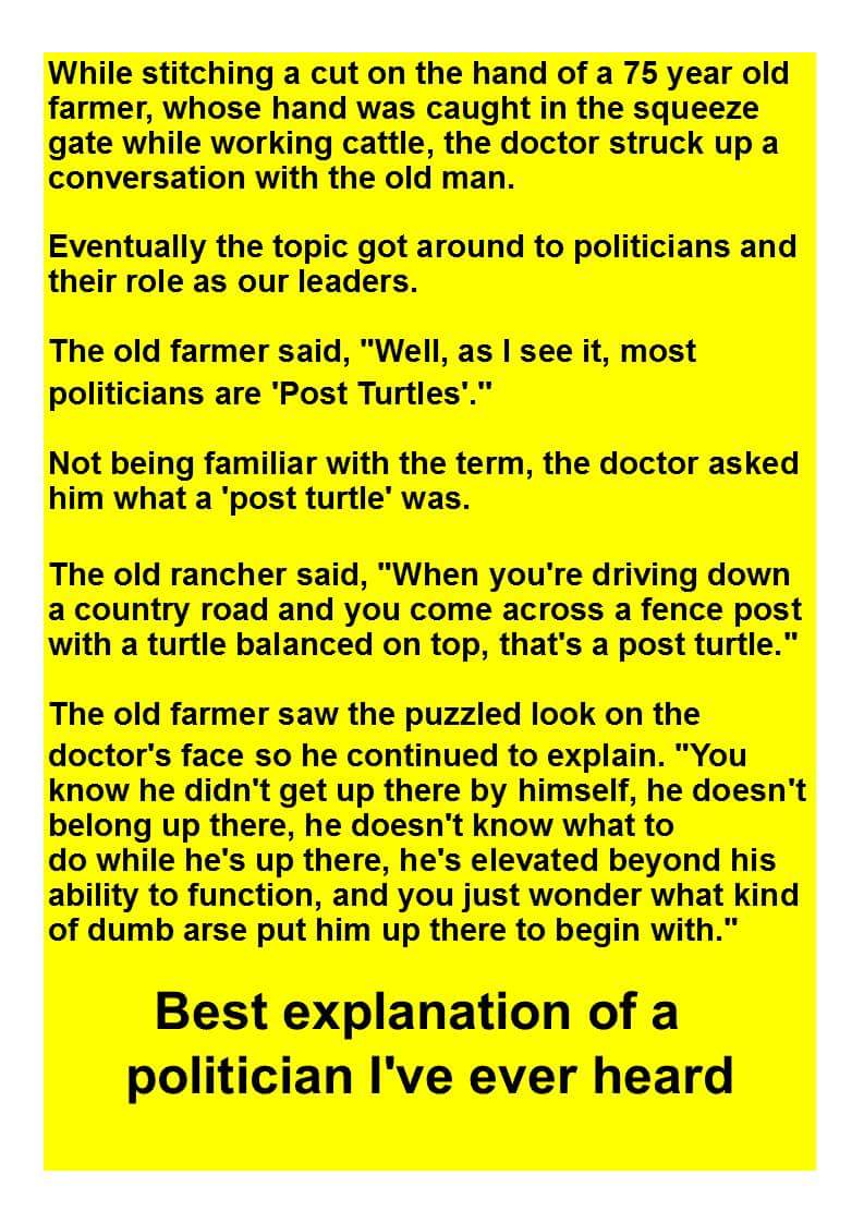 Post Turtles – Davis' Interests